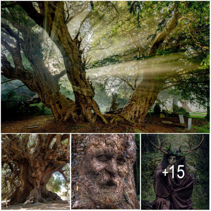 The Ancient Llangernyw Yew: A Haunting Prophecy from Wales’ Oldest Tree ...