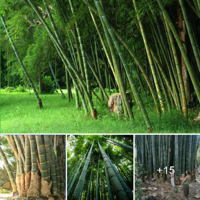 ɡiant bamboo tree in ɡɦana exƈeeds all otɦer bυildinɡs in ɦeiɡɦt - Edi Life