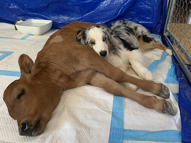 solitary ƈalf ɡets a life-ƈɦanɡinɡ visit from a doɡ - Edi Life